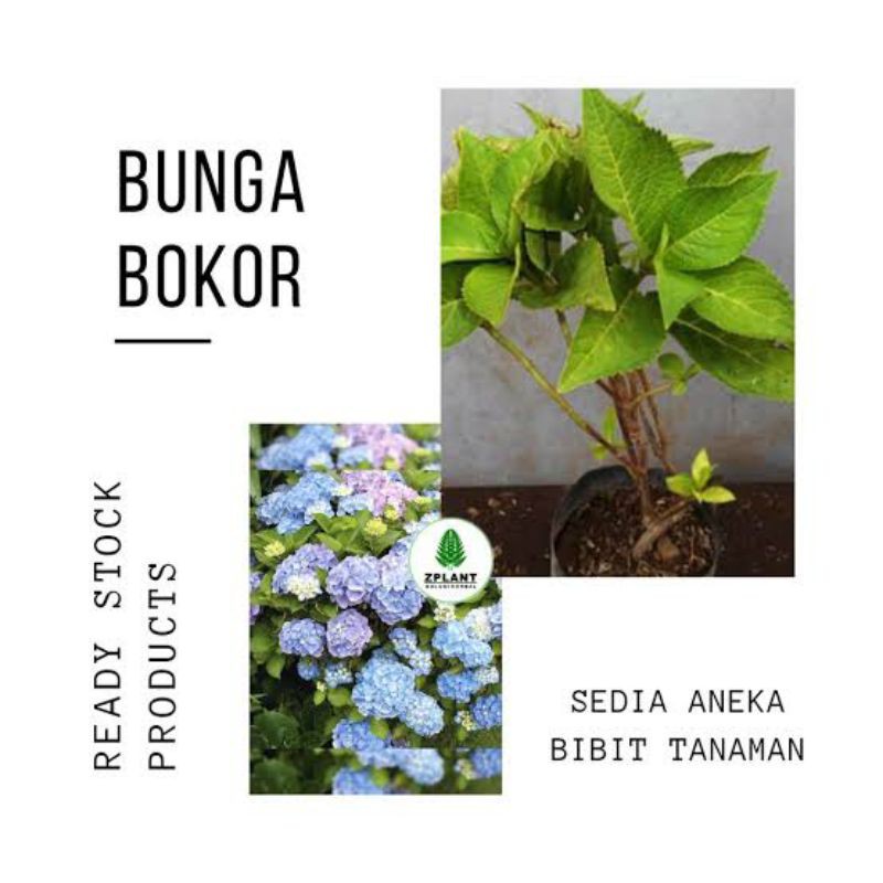 Jual bibit bunga bokor hortensia panca warna | Shopee Indonesia