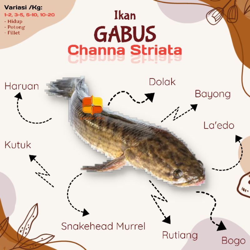 Jual 𝑰𝒌𝒂𝒏 𝑮𝒂𝒃𝒖𝒔/𝑯𝒂𝒓𝒖𝒂𝒏/𝑲𝒖𝒕𝒖𝒌 untuk Konsumsi (Hidup) | Shopee Indonesia
