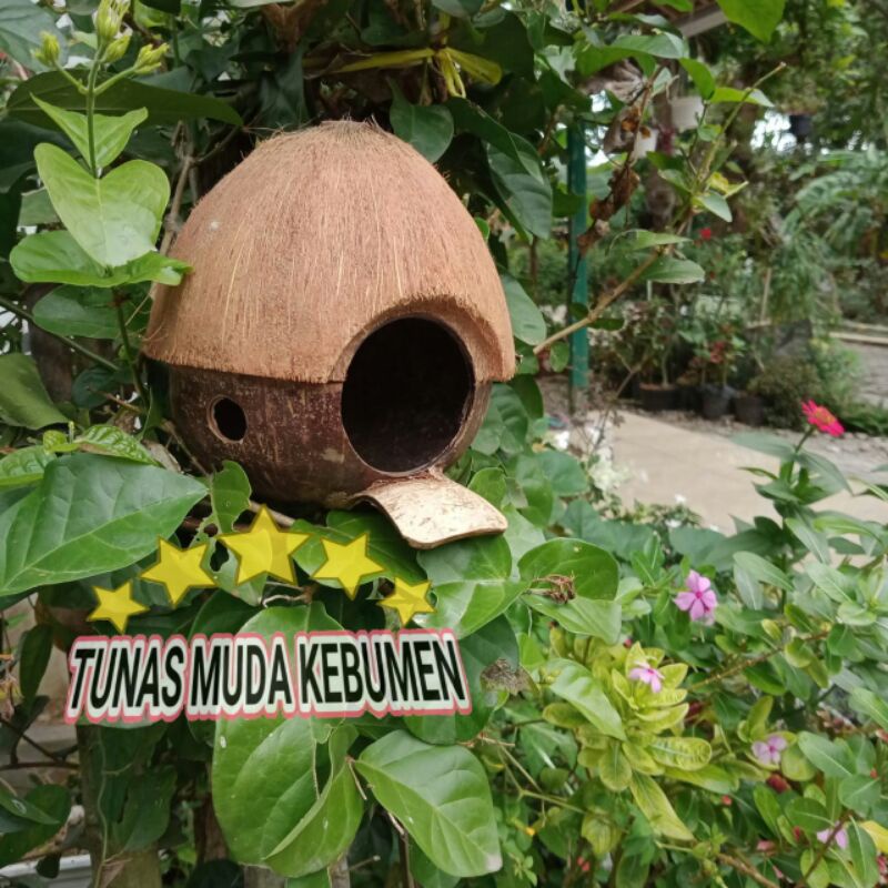 Jual GLODOK BATOK TEMPAT BERTELUR BURUNG LOVEBIRD MODEL JAMBUL DAN ...