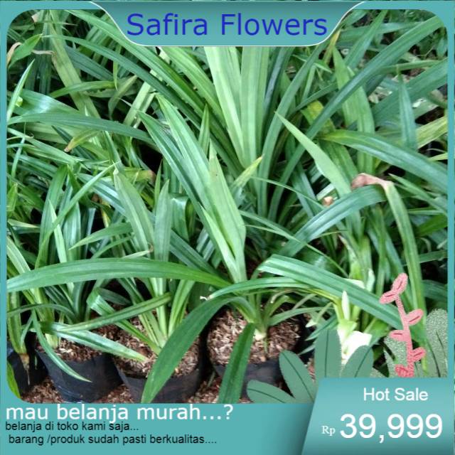 Jual Pohon pandan wangi-tanaman herbal | Shopee Indonesia