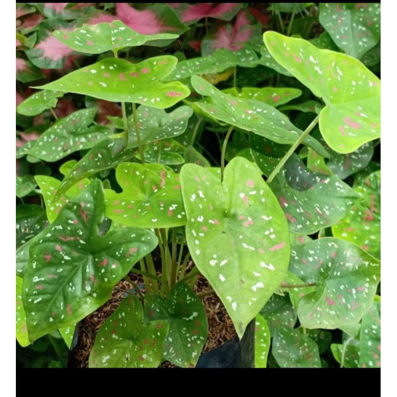 Jual tanaman hias keladi tricolor caladium tricolor | Shopee Indonesia