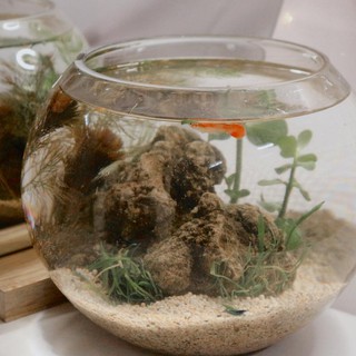Jual fishbowl Harga Terbaik & Termurah Juni 2026 | Shopee Indonesia