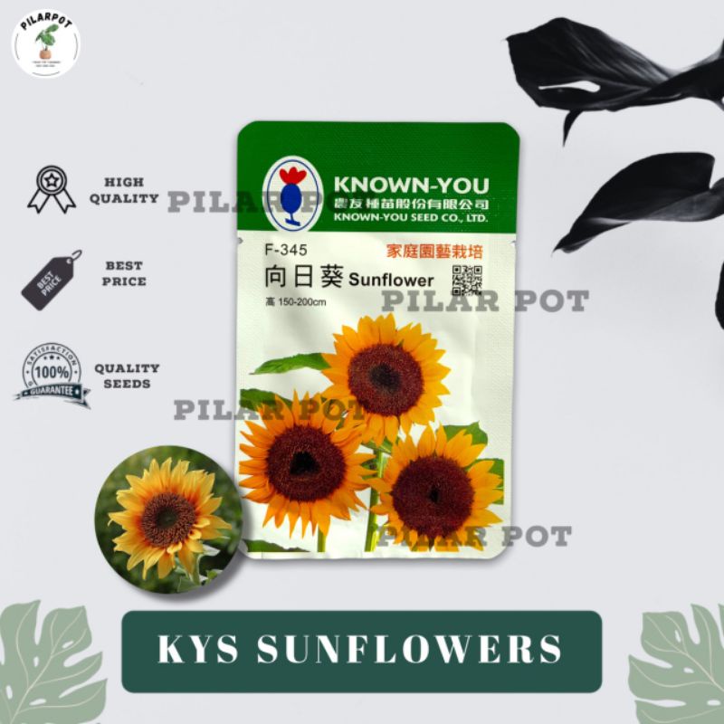 Jual benih bibit BUNGA MATAHARI SUNFLOWER known you seed - KYS SUNFLOWER | Shopee Indonesia