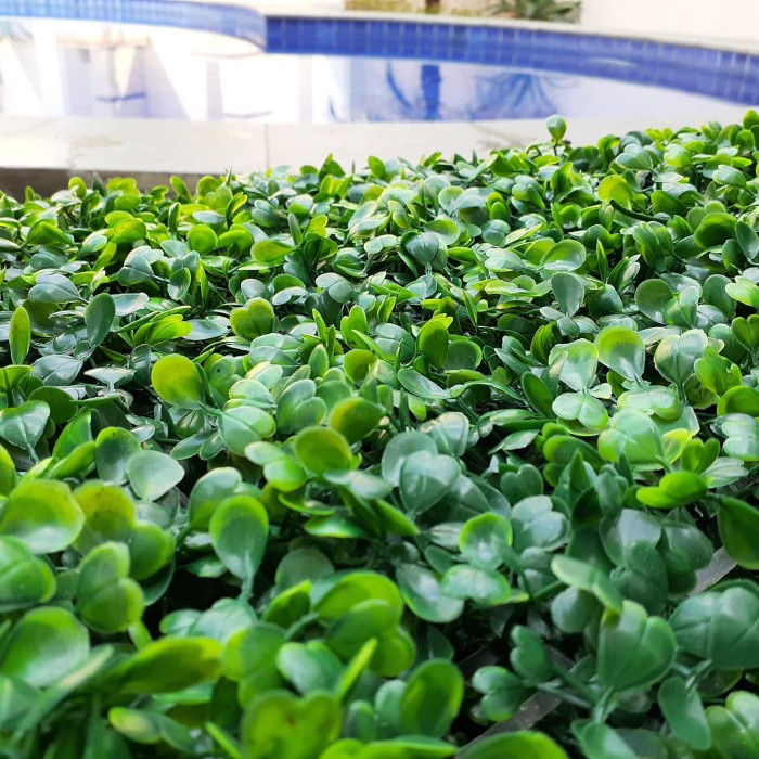 Jual Daun Dolaran Rambat Tembok Model Dolar Sintetis Pelastik - Hijau ...