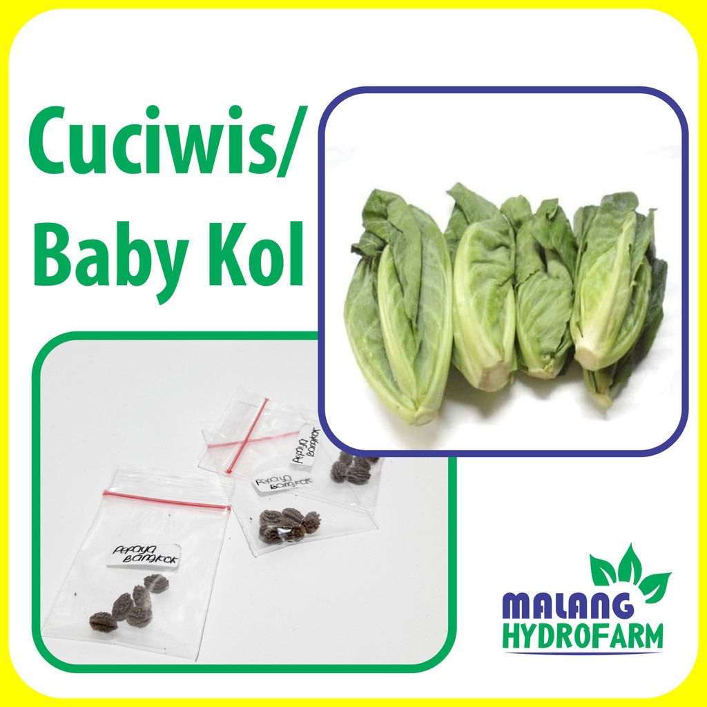 Jual Benih Cuciwis / Baby Kol Unggulan berkualitas bayi biji bunga ...