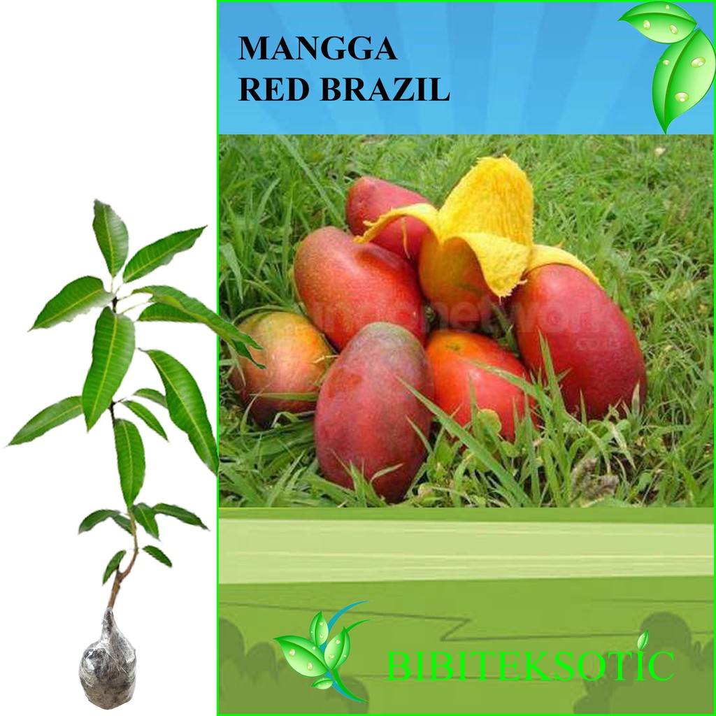 Jual Tanaman Mangga Red Brazil (Tinggi 40-60 cm) | Shopee Indonesia