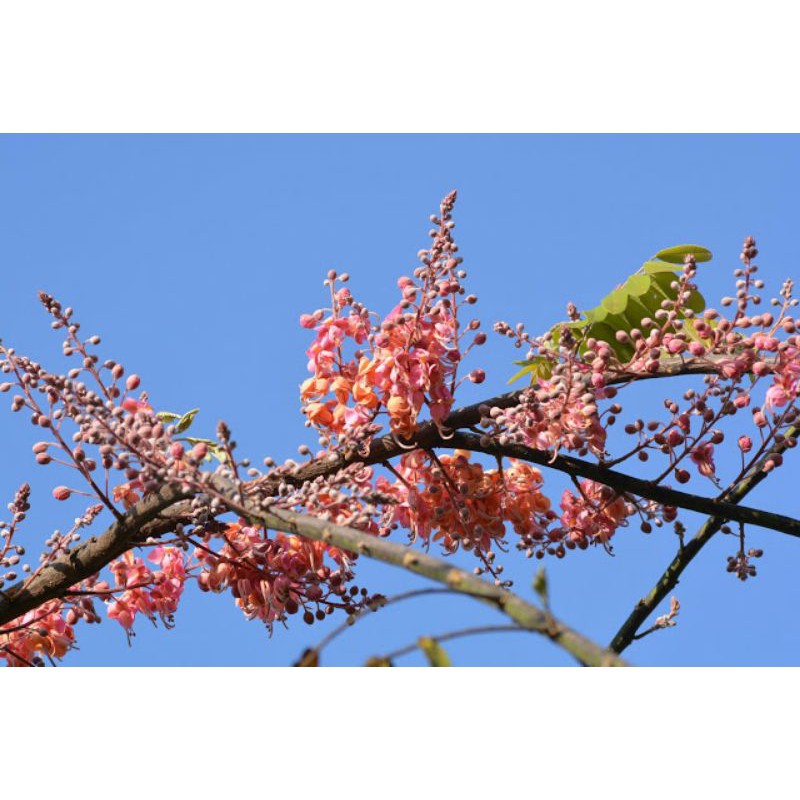 Jual Bibit Tanaman Trengguli Wanggang, Bebendolan, Cassia Javanica ...