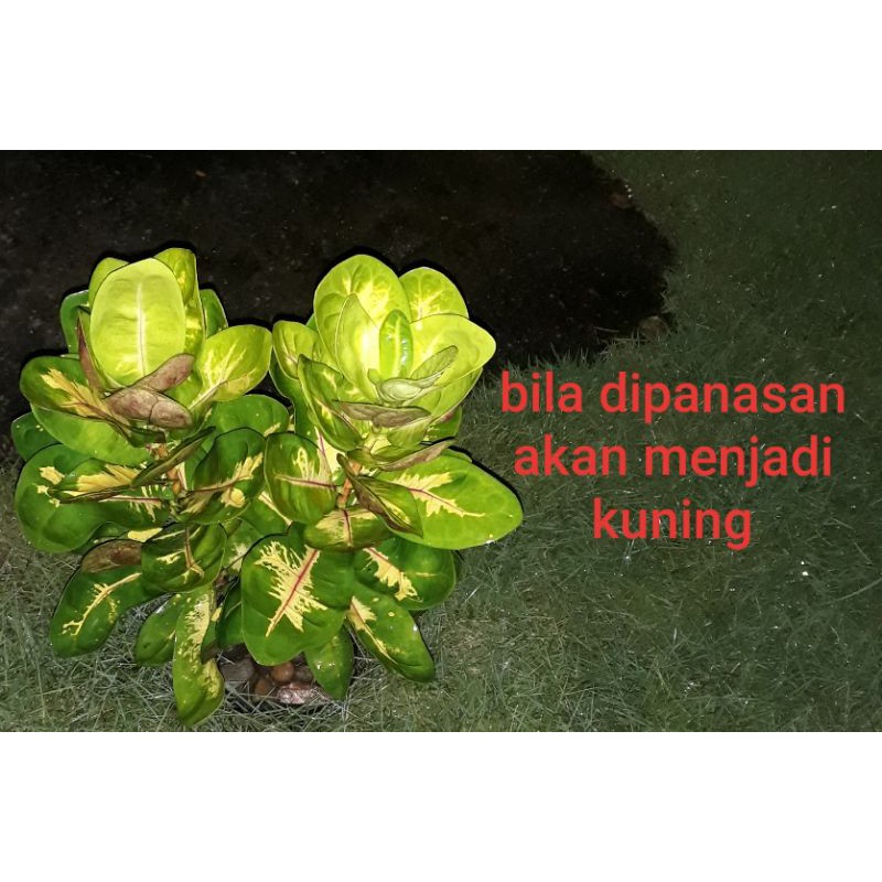 Jual puring penyu kuning puring mangkok puring mangkuk | Shopee Indonesia