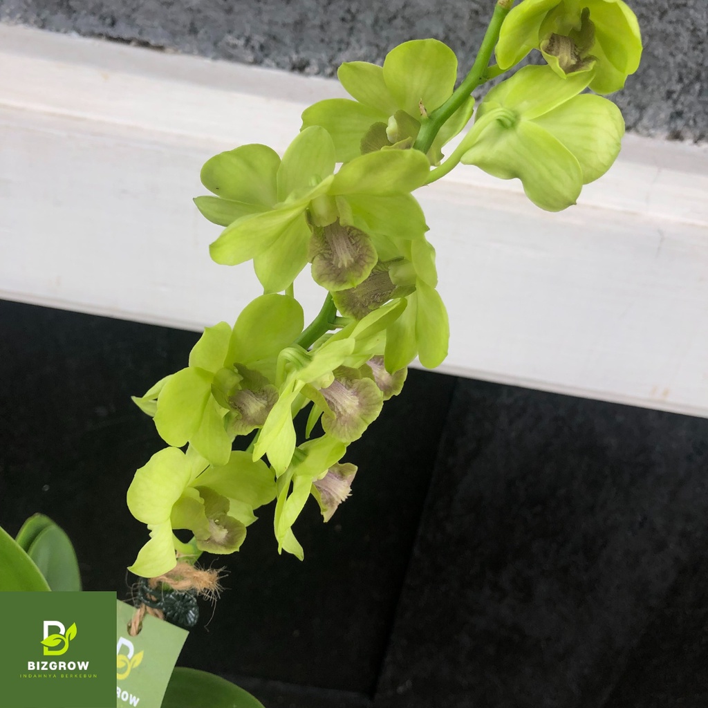 Jual Anggrek Dendrobium Dewasa Kuning Kehijauan, Tanaman Hias Anggrek ...