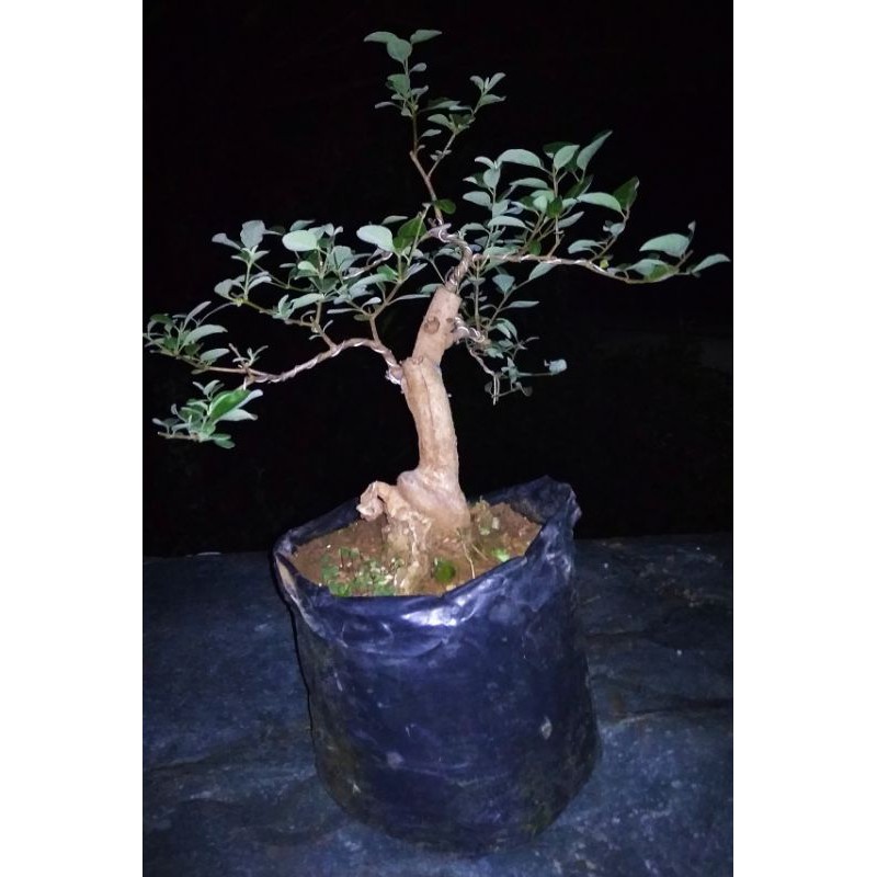 Jual Bahan bonsai legundi | Shopee Indonesia