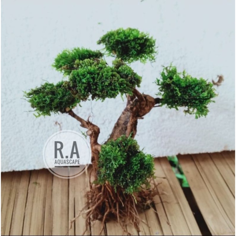 Jual pohon bonsai aquascape mini mos ricardia | Shopee Indonesia