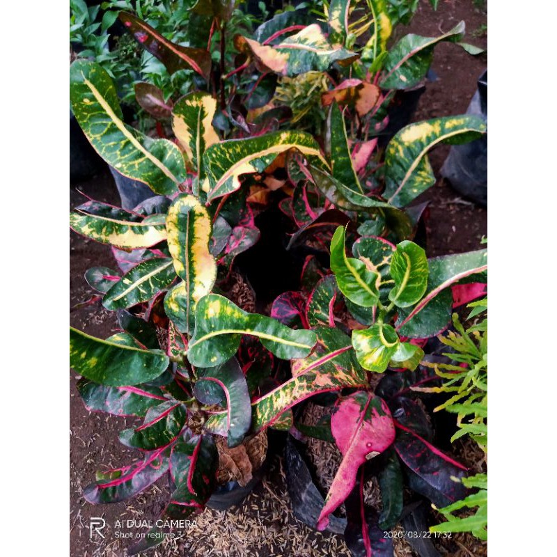 Jual puring kirana tinggi 20-25 cm | Shopee Indonesia