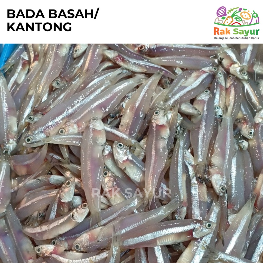 Jual Ikan Bada Basah per Kantong Teri Basah Fresh Ikan Seafood Daging ...