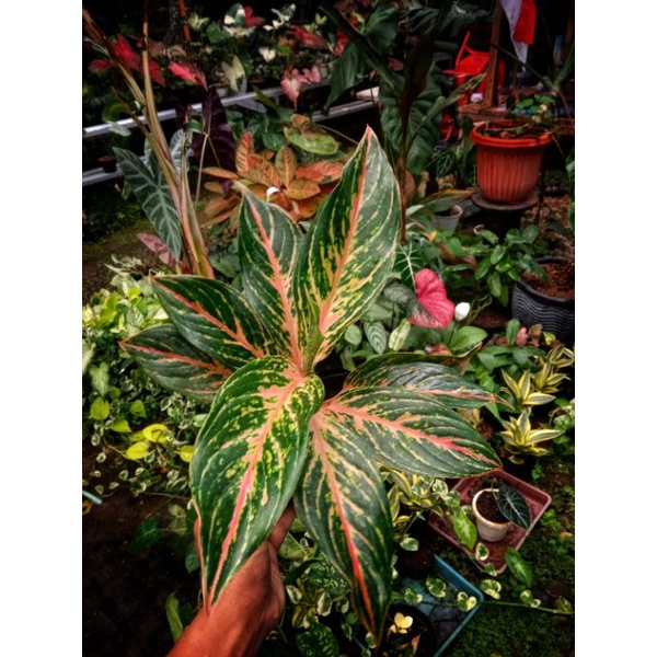 Jual Aglaonema butterfly | Shopee Indonesia