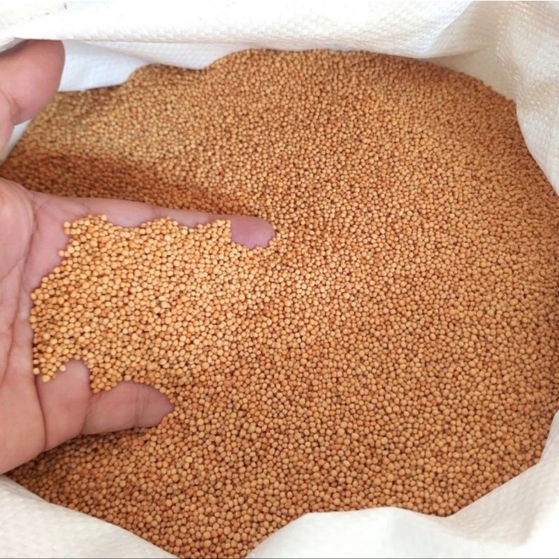 Jual Biji Sawi Kuning 250gr / 500gr - Yellow Mustard Seed | Shopee ...