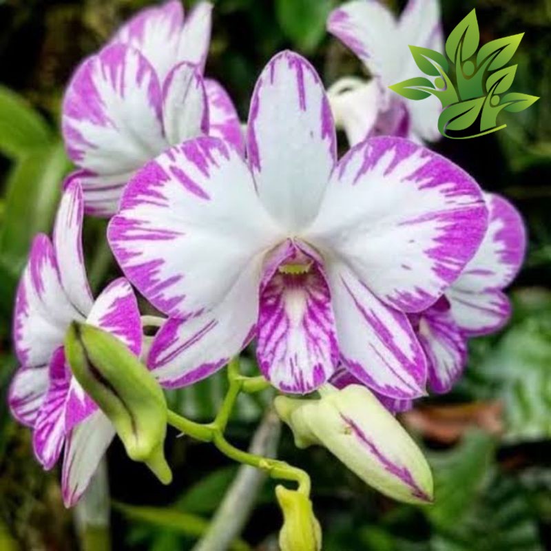 Jual dendrobium enobi (anggrek mini) ( anggrek Orchidaceae DENDROBIUM ...