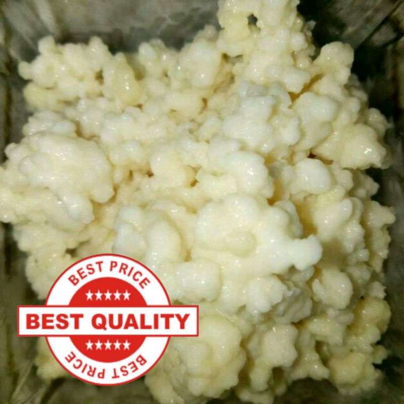 Jual BIBIT KEFIR GRAIN [50 GR] | Shopee Indonesia