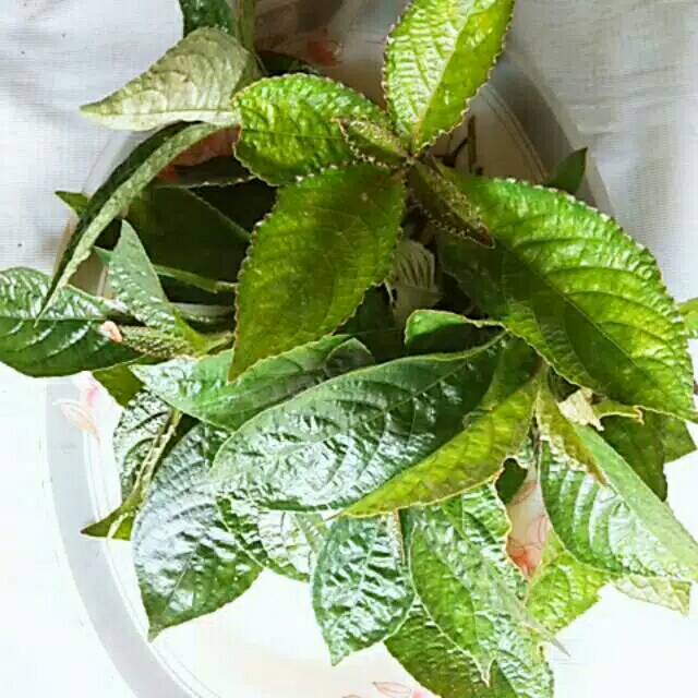 Jual Daun pecah beling/kenji beling 500 gr | Shopee Indonesia