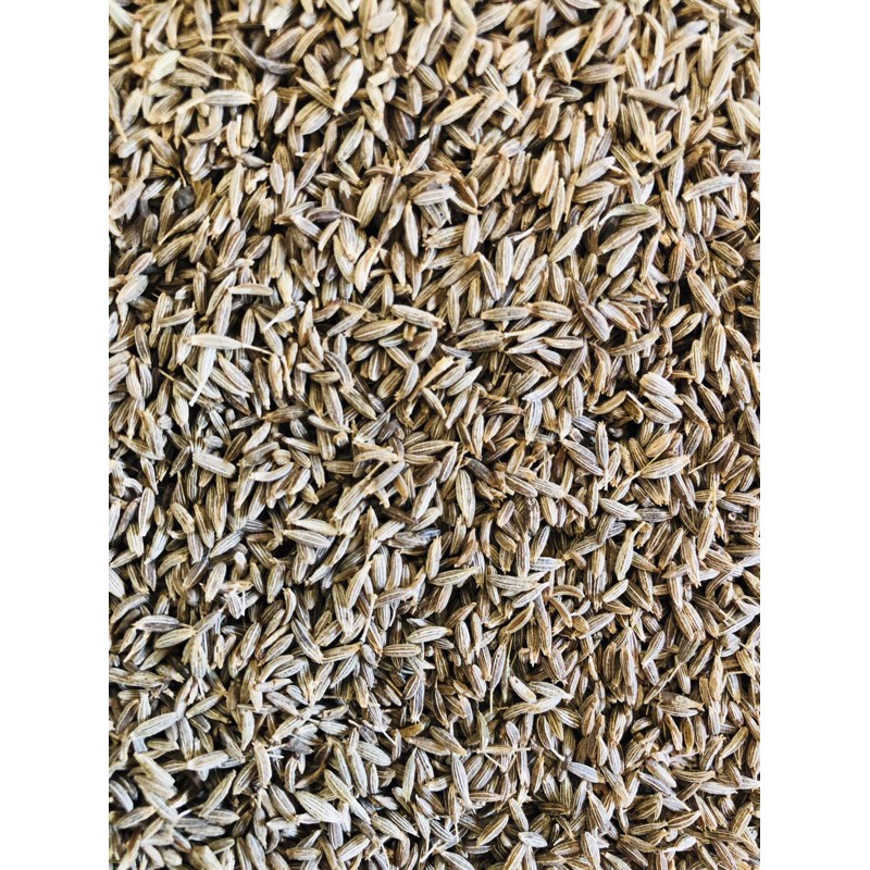 Jual Jintan India / Jintan Putih / Cumin Seed 1 Kg | Shopee Indonesia