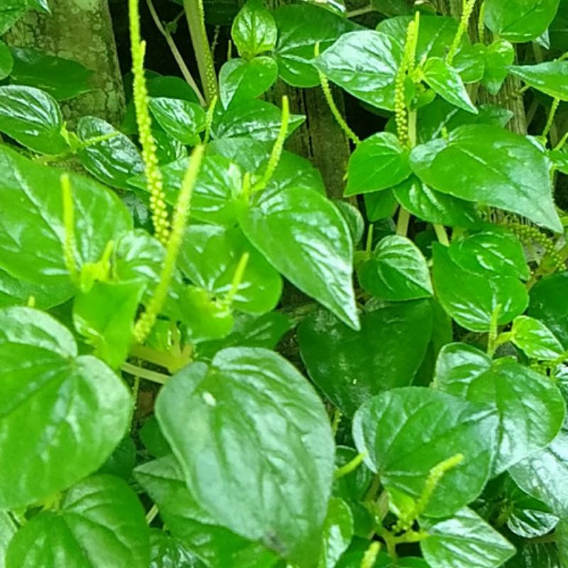 Jual Daun Sirih Cina 1 Kg / Daun Tumpang Air / Tanaman Sirih Cina ...