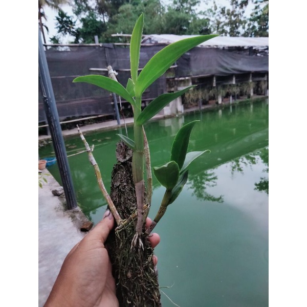 Jual dendrobium spesies superbient | Shopee Indonesia