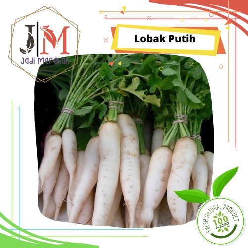 Jual [JM SoFresh] - Lobak putih (Raddish) | Shopee Indonesia