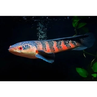 Jual Channa Red Barito Terlengkap & Harga Terbaru Agustus 2024 | Shopee ...