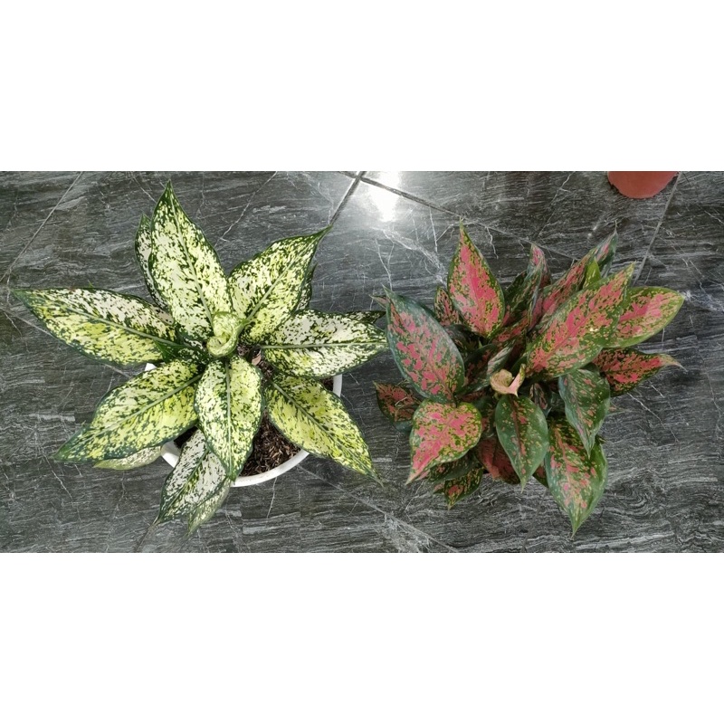 Jual Ruby Batik dan Snow white Jumbo | Shopee Indonesia