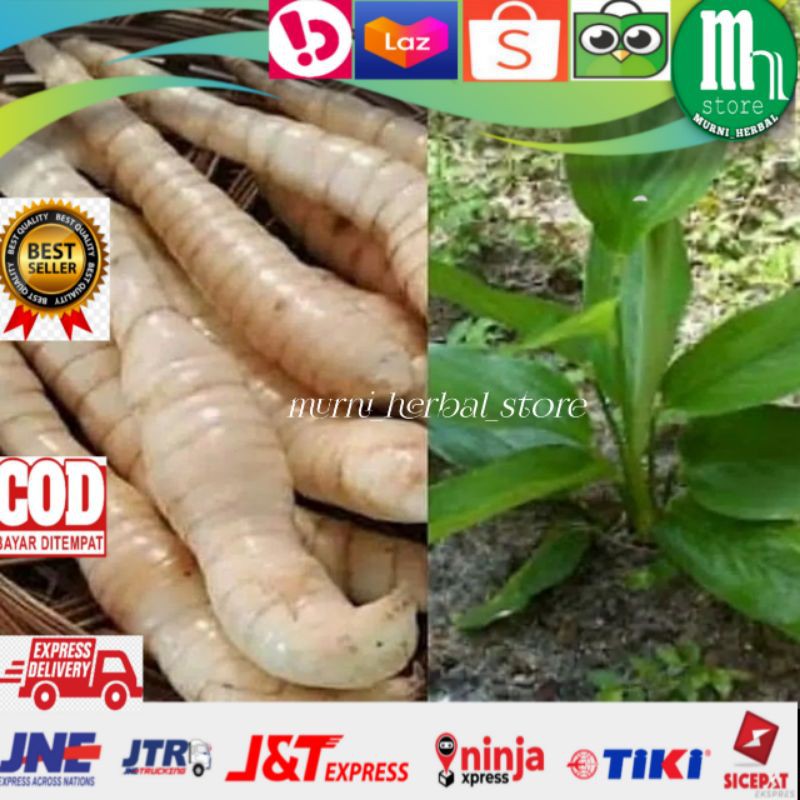 Jual UMBI GARUT SEGAR/TARIGU FRESH 1KG | Shopee Indonesia