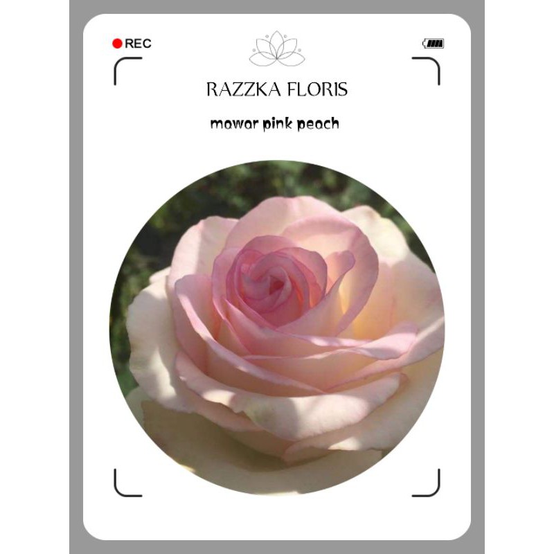 Jual mawar pink peach | Shopee Indonesia