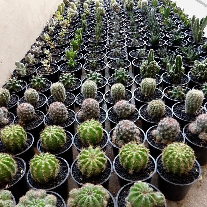 Jual (Bayar Di Tempat) Tanaman Hias Kaktus Own Root Premium Plus Pot ...