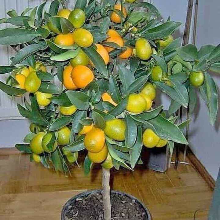 Jual bibit jeruk nagami siap berbunga -bibit buah-tanaman-pohon-tanaman ...