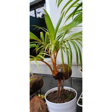 Jual Bonsai Kelapa (bonkla) | Shopee Indonesia