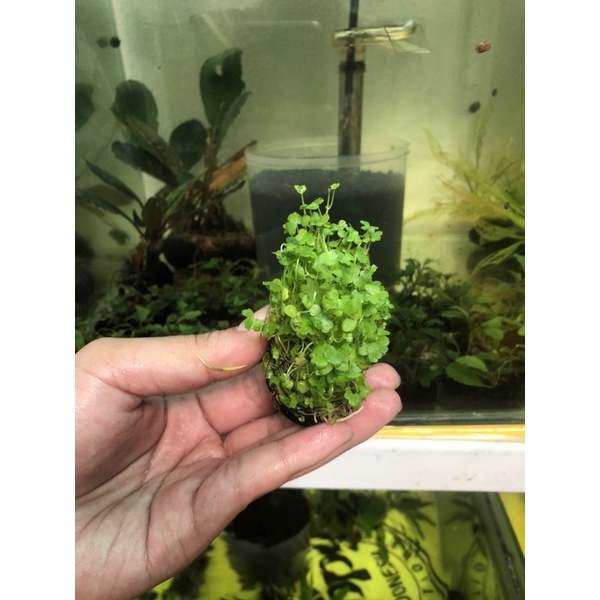 Jual Tanaman Hydrocotyle Tripartita / Hidrokotil / Hydrocotile ...