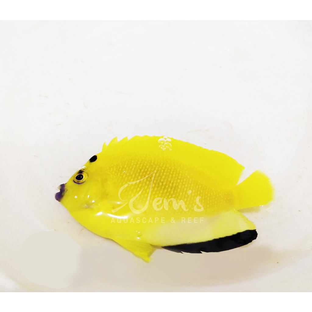 Jual Angel Asli (Flagfin Angelfish) | Shopee Indonesia