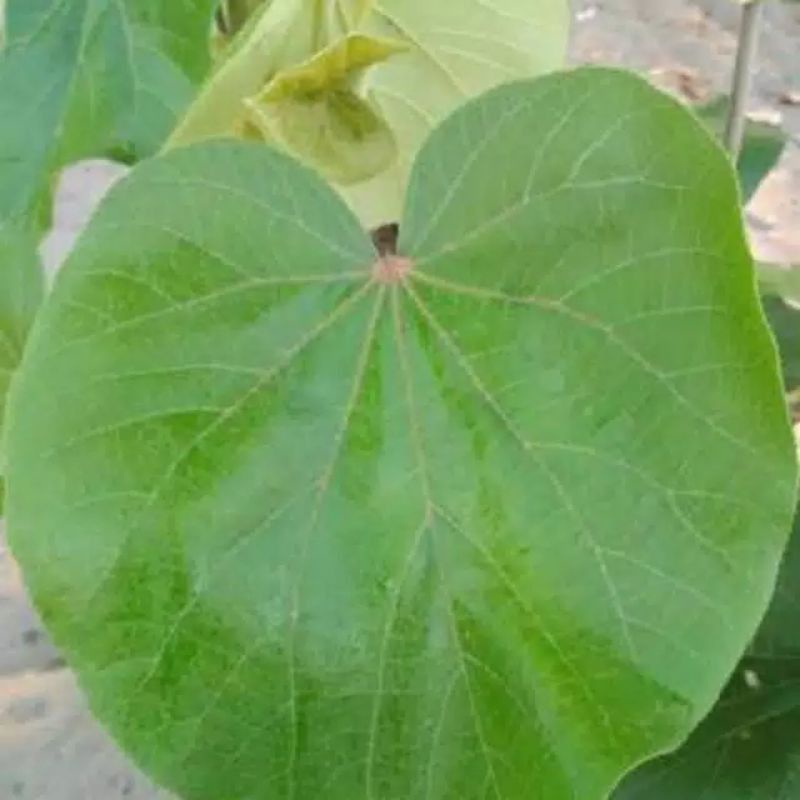 Jual Daun waru segar siap di gunakan 1 lembar 200 | Shopee Indonesia