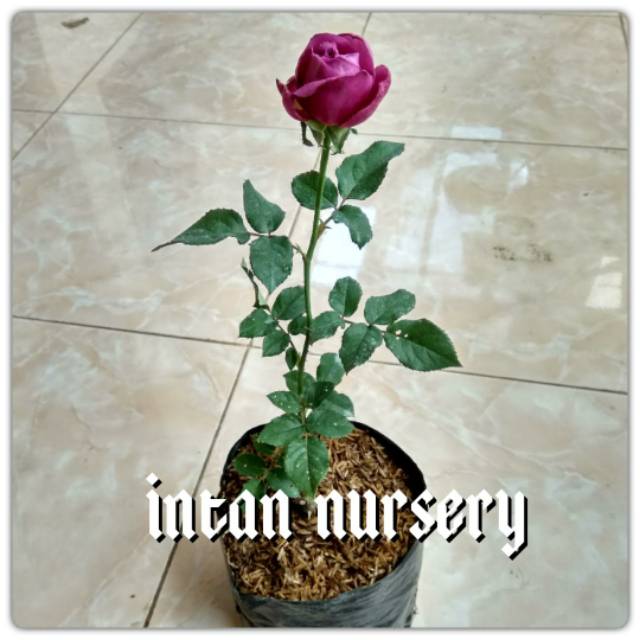Jual Tanaman Bunga Mawar Ungu Tua ( WANGI ) Berbunga | Shopee Indonesia