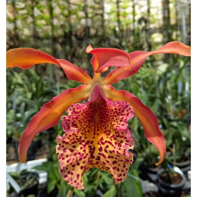 Jual Cattleya Recharra Frances Fox | Shopee Indonesia
