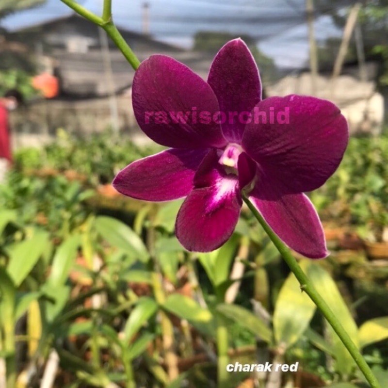 Jual Dendrobium Charak Red Dewasa | Shopee Indonesia