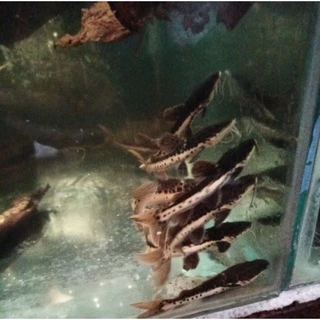 Jual ikan leopard catfish Harga Terbaik & Termurah September 2024 ...
