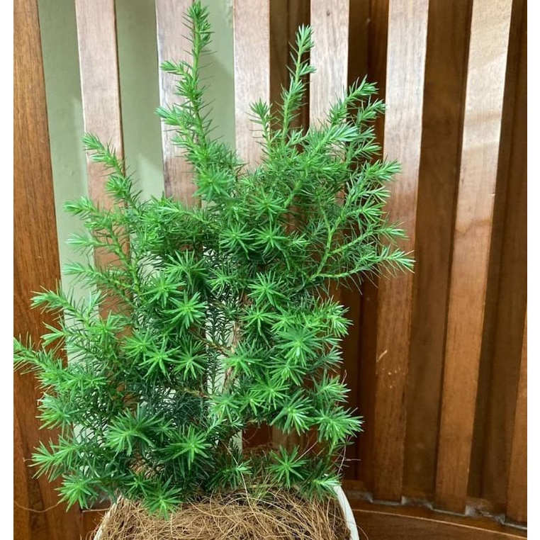 Jual Bibit Tanaman Cemara Embun | Shopee Indonesia
