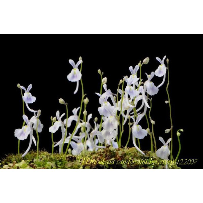 Jual Tanaman Karnivora Utricularia Sandersoni White Flower (Utric ...