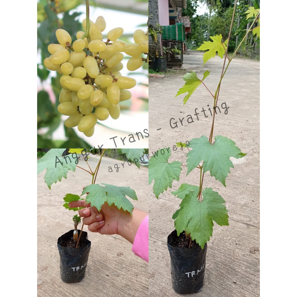 Jual Bibit Tanaman Anggur Transfigurasi - Grafting - Cocok Iklim Tropis ...
