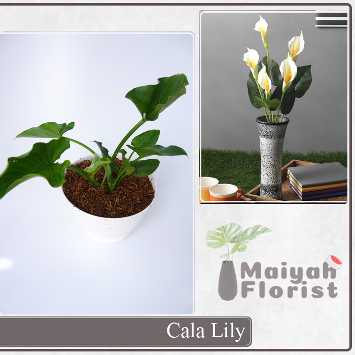 Jual Cala Lily - Calla Lily - Tanaman Hias | Shopee Indonesia