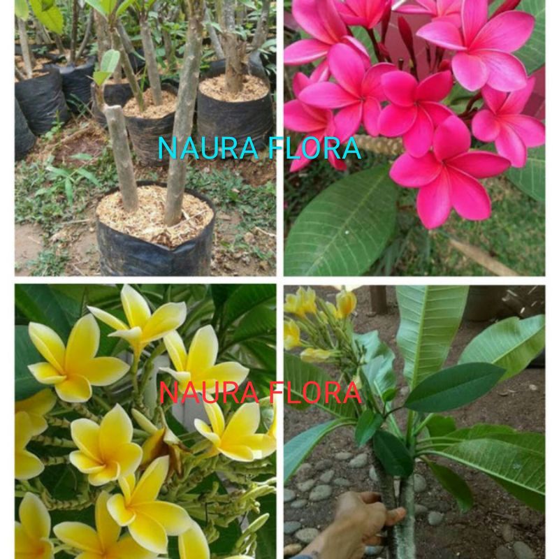 Jual paket 2 pohon kamboja bali Tinggi 50cm sudah berakar | Shopee ...
