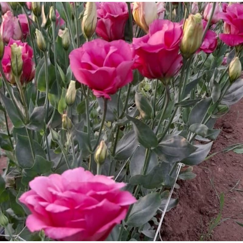 Jual Paket Tanaman Hias Lisianthus mawar tanpa duri 1 Paket Isi 4 Warna ...