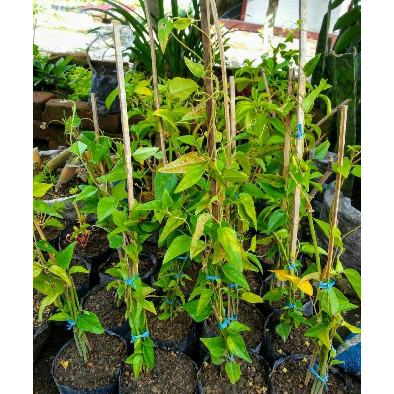 Jual Tanaman Cincau Rambat (Daluman) | Shopee Indonesia