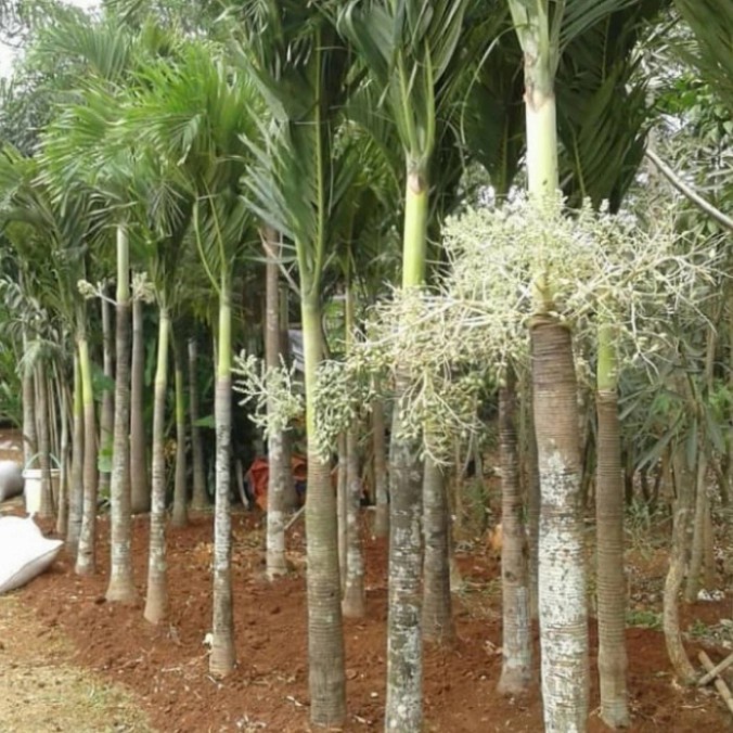 Jual PROMO!! tanaman hias palm putri 3 meter / pohon palem putri 3 ...