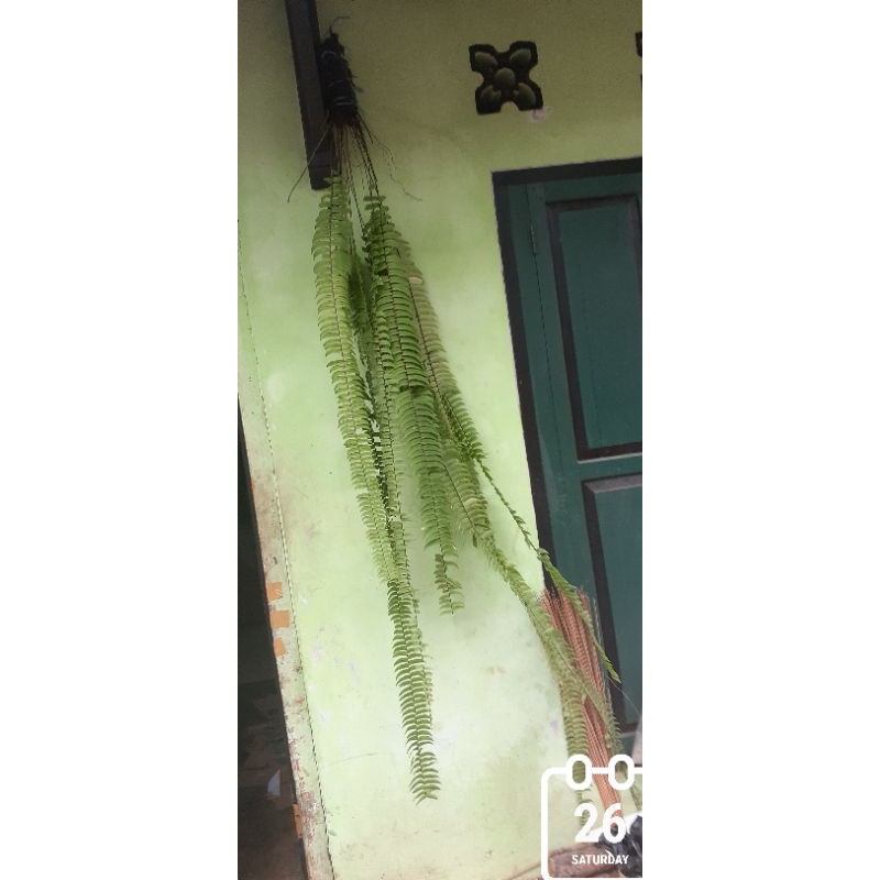 Jual Tanaman hias pakis kelabang Raksasa terpanjang | Shopee Indonesia