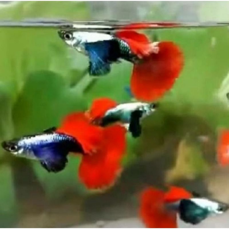 Jual ikan hias guppy platinun red tail dumbo ear (PRTDE) | Shopee Indonesia